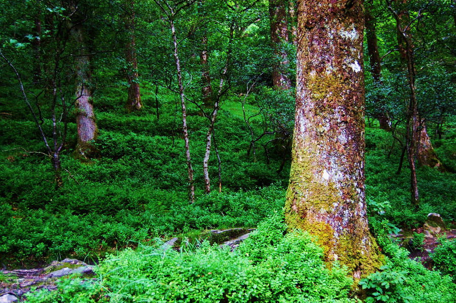 Green Places By Africapatufina On DeviantArt green-places-by-africapatufina-on-deviantart