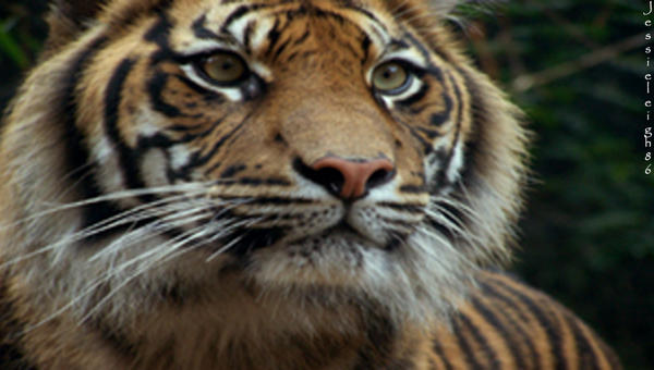 Tigers Rock by jessieleigh86 on DeviantArt
