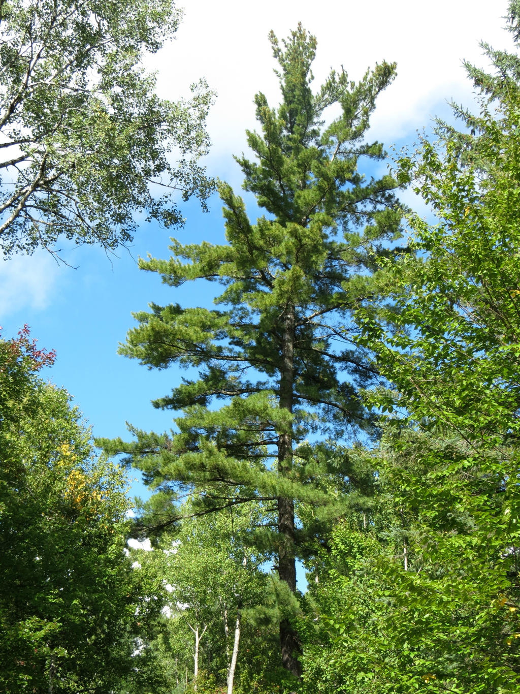 Tall Pine Tree By Michies Photographyy On DeviantArt tall-pine-tree-by-michies-photographyy-on-deviantart