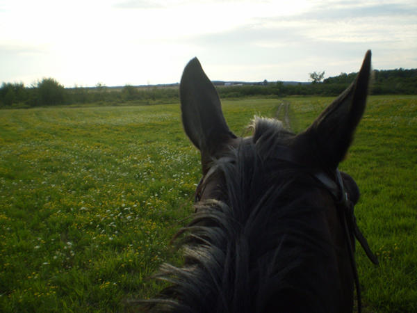 Clover Trail by DressageFandango on DeviantArt