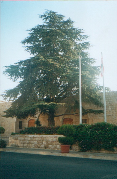 Lebanese Pine Tree by Primavera83 on DeviantArt