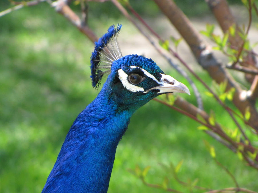 Mr Peacock By Justplainfox On Deviantart
