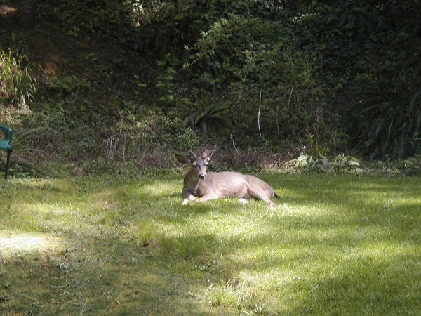 Deer in Spring by tigerpunch on DeviantArt