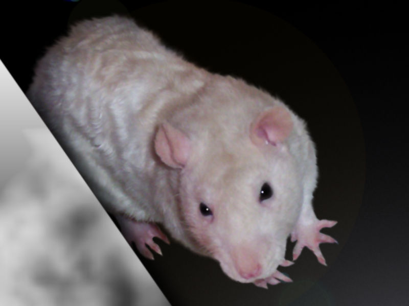 Socrates Number 2 by Arcadia-Sin on DeviantArt