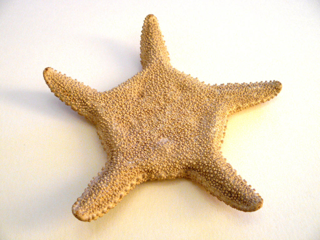 starfish 12 by Mihraystock on DeviantArt