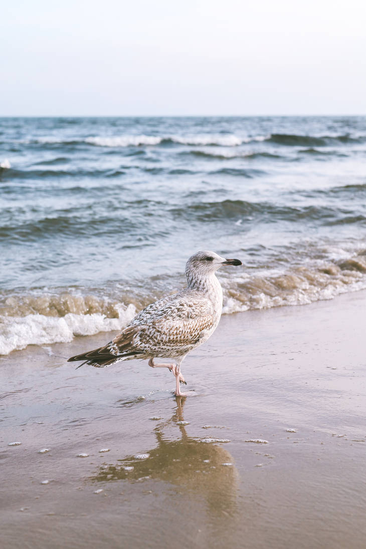 Seagull By Lubieboczek On Deviantart