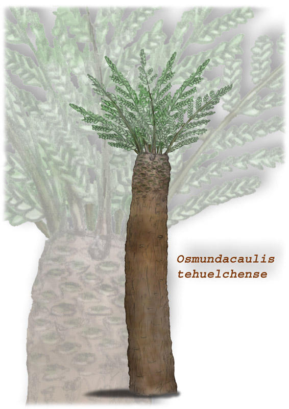 Osmundacaulis tehuelchense by maniraptora on DeviantArt