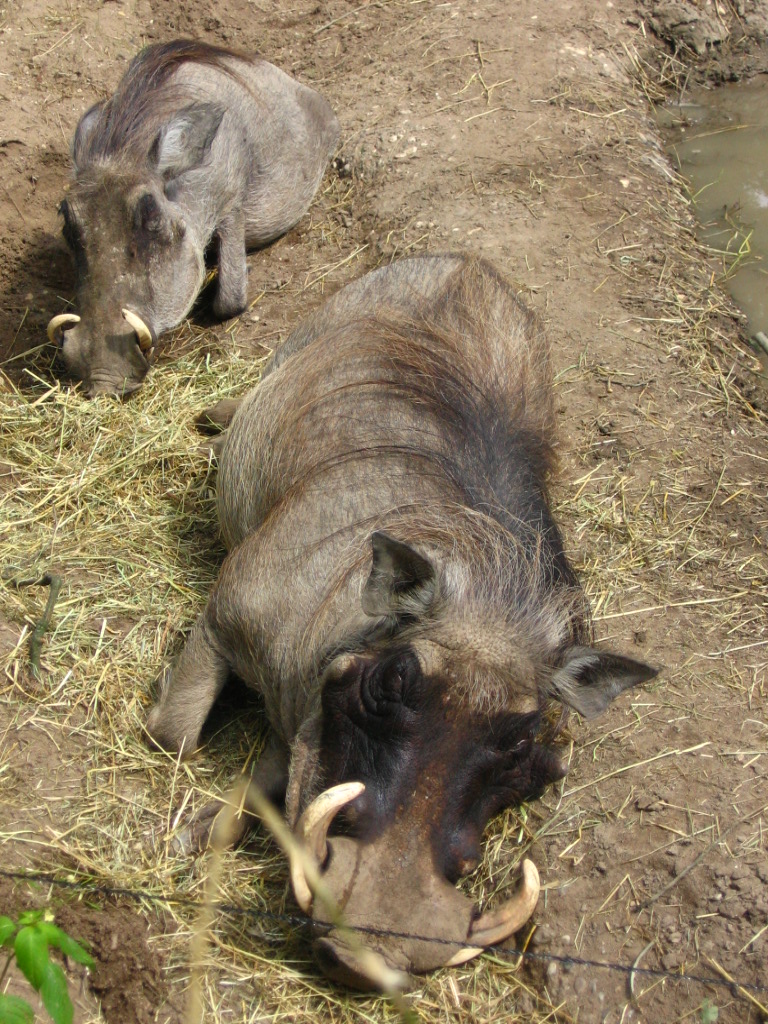 Guziec by Nutshells on DeviantArt