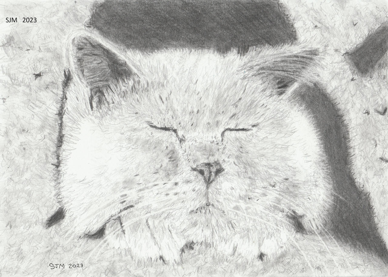 Sleeping Cat Pencil Drawing By Tulipteardrops On Deviantart