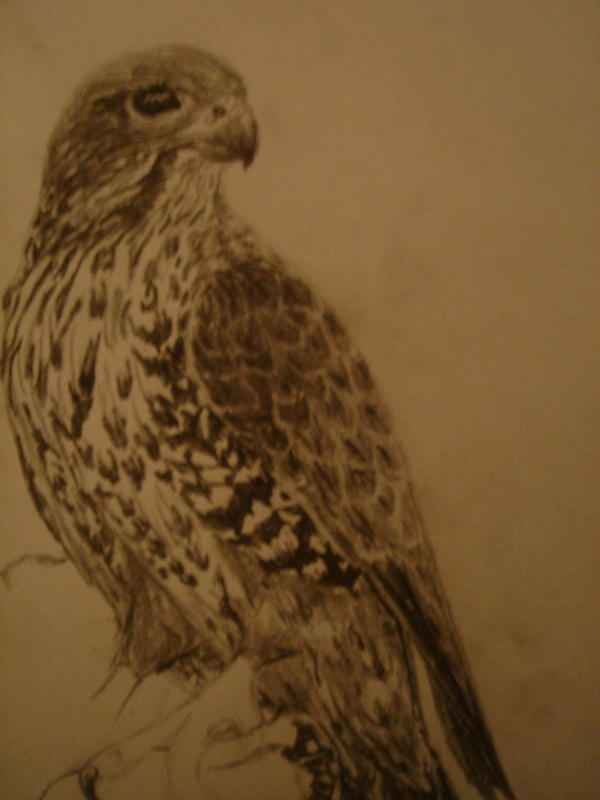 Peregine Falcon By Poohdillac07 On Deviantart