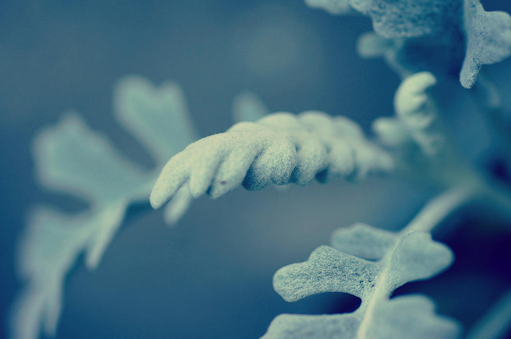 Velour By Elsyta On Deviantart