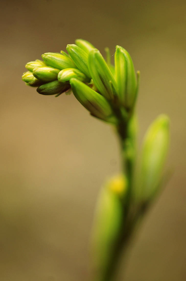 Sexy Flower By Elsyta On Deviantart