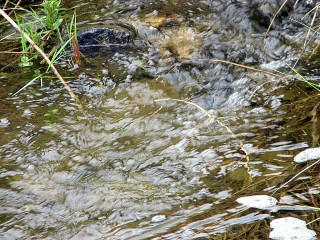 Bubbling Stream 5 by RedCobalt on DeviantArt