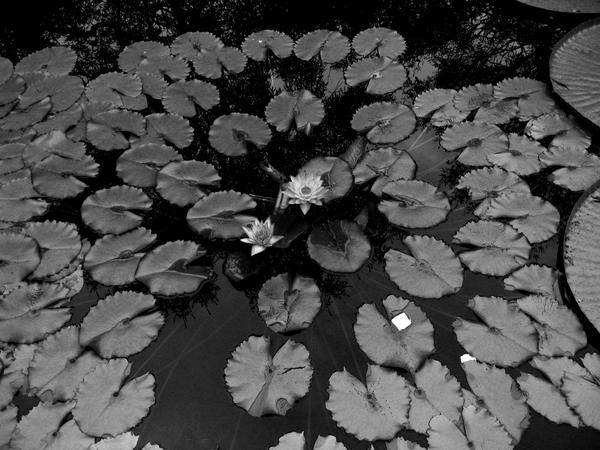 Lilly Pads By Shewhoroars On Deviantart