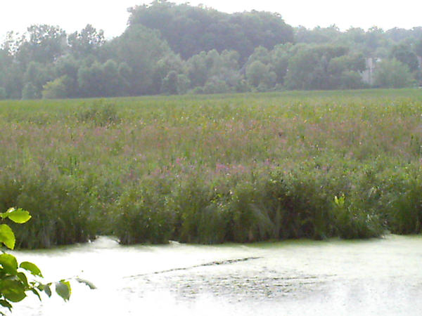 Misty Marsh by KyoOrangey on DeviantArt