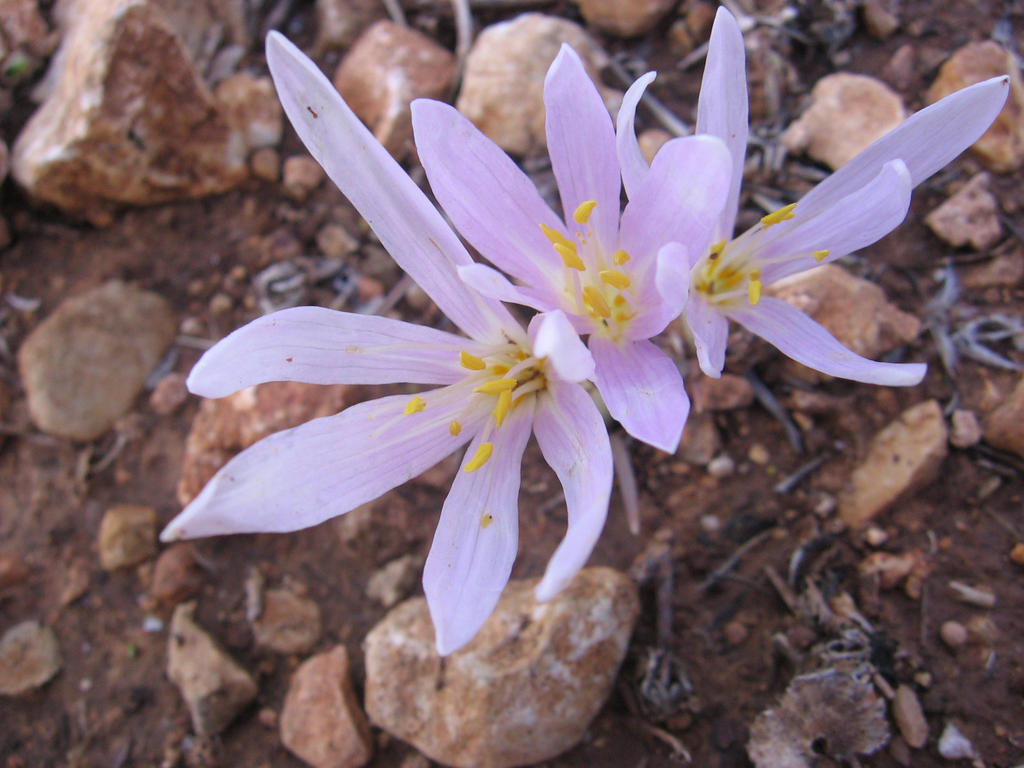 Colchicum by tikkipy on DeviantArt