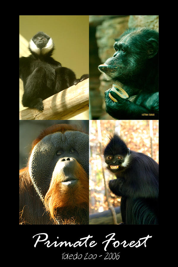 Primate Forest by FlutterByStudios on DeviantArt