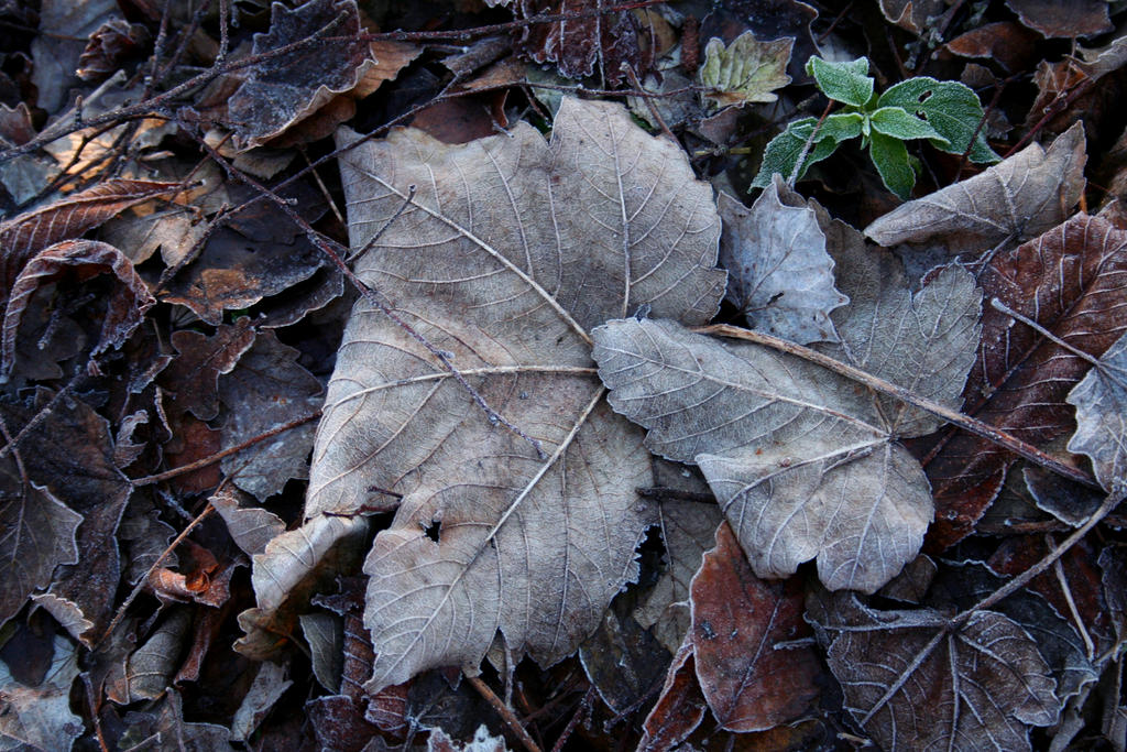 first frost by remanem on DeviantArt