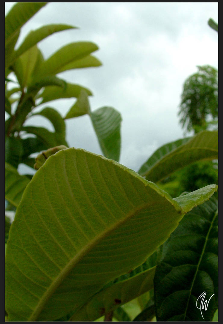 Leaf stuff by pacman9920 on DeviantArt