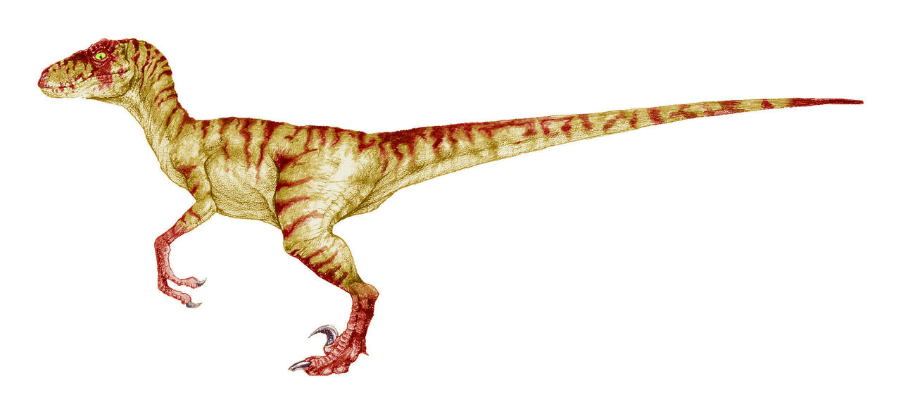 Velociraptor Jurassic Park Novel By Groxyraptus Rex On Deviantart