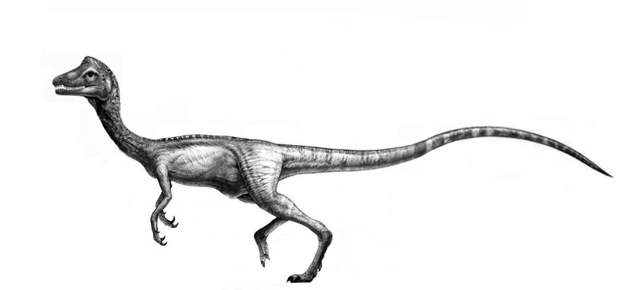 Procompsognathus Jurassic Park Novel By Groxyraptus Rex On Deviantart