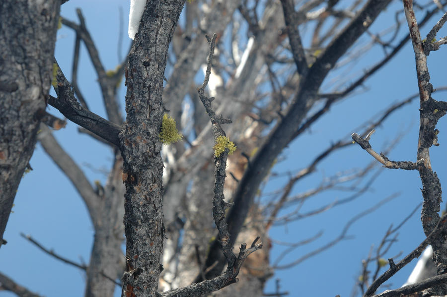 neerg by dkonig on DeviantArt