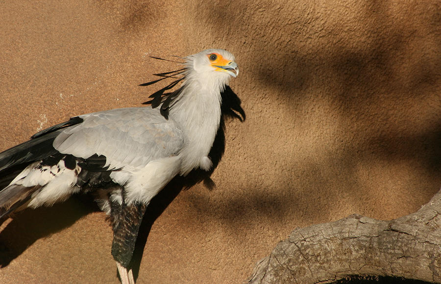 Secretary Bird II by oOBrieOo on DeviantArt