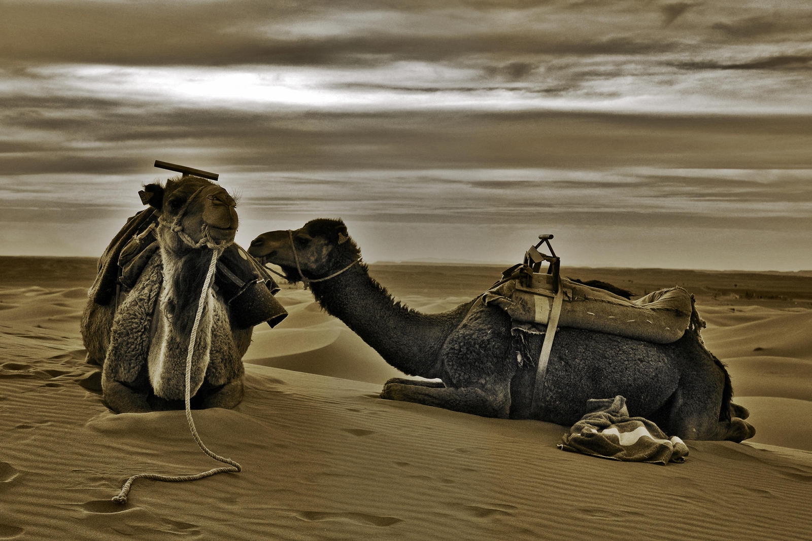 Ships Of The Desert By CitizenFresh On DeviantArt ships-of-the-desert-by-citizenfresh-on-deviantart