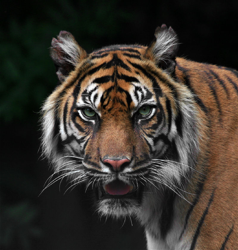 Tyger. by FSGPhotography on DeviantArt