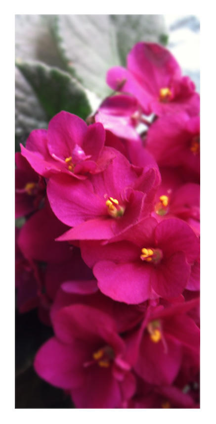 bloomed by Toxic-track on DeviantArt