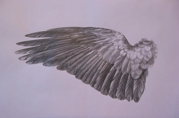 crow wing by glamrodhel on DeviantArt