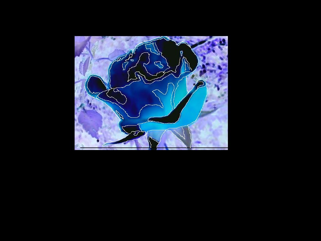 inverted rose with outline by ChrisOlds on DeviantArt