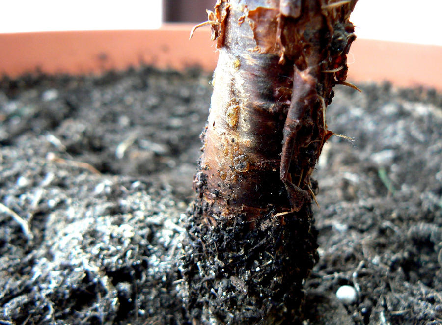 Root by for43three on DeviantArt