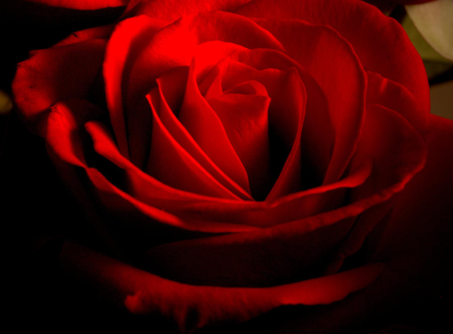 Red Rose 2 by rockabettie-revival on DeviantArt