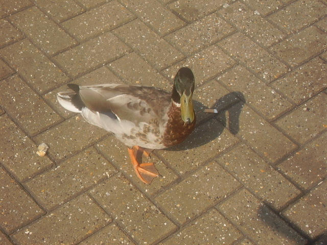 Quack by kimblehmoose on DeviantArt
