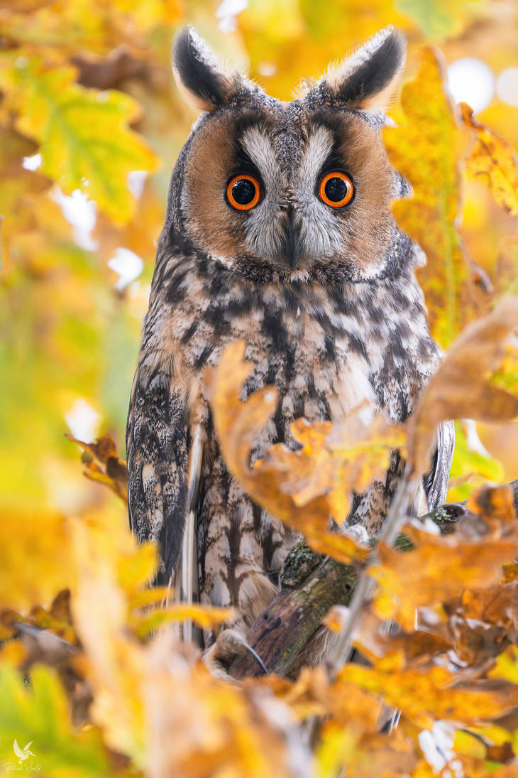 Longeared Owl Watching Me By PatricksWorld On DeviantArt longeared-owl-watching-me-by-patricksworld-on-deviantart