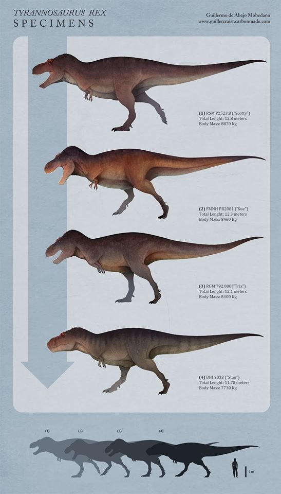Females And Male T Rex By Jasonperla On Deviantart