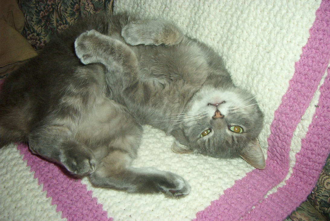 Chelsea cat by Kash82 on DeviantArt