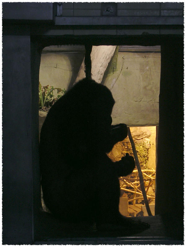mystery shadow by la-niebla on DeviantArt