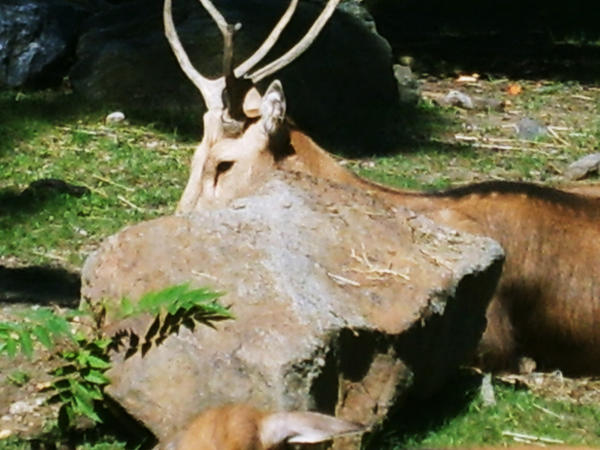 Zoo pic 1 by YumeNoYuki on DeviantArt