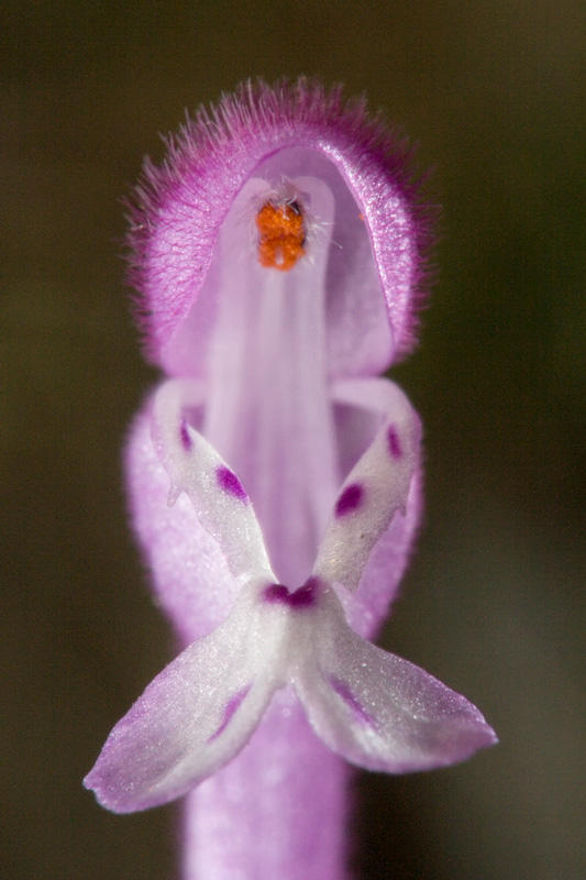 Cut Leaved Henbit Up Close by Apophis906 on DeviantArt