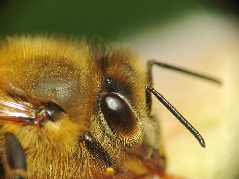 Honey Bee Head Shot by Apophis906 on DeviantArt