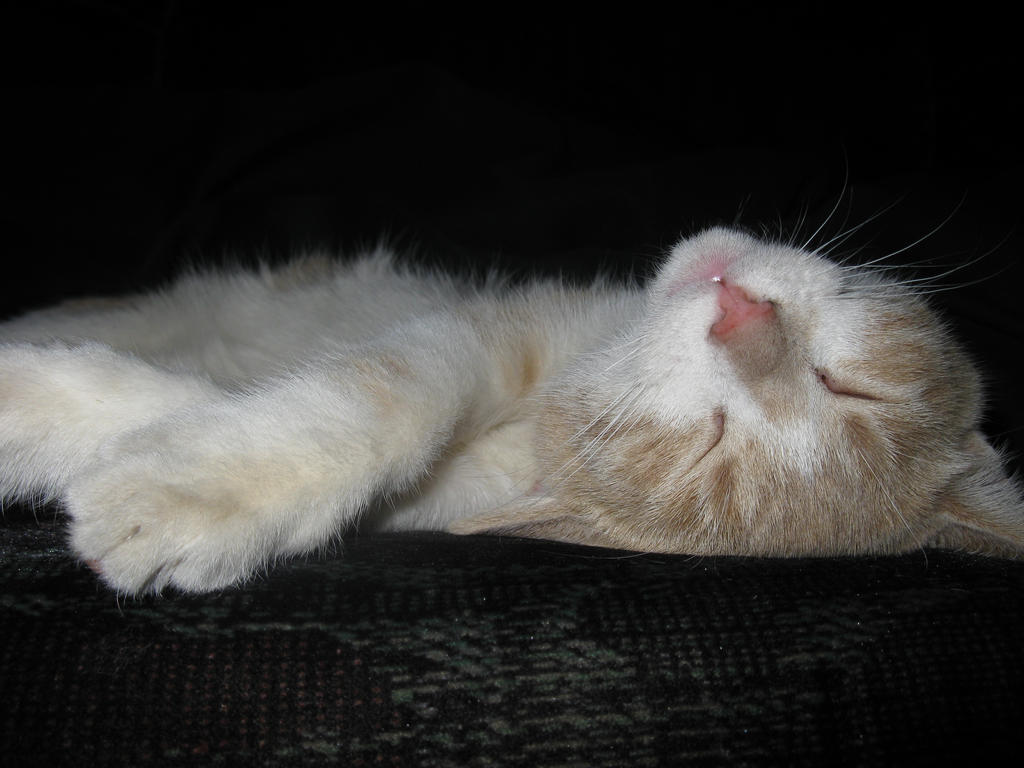 ZZZzzzZZZzzzZZZzzzZZZzzzZZZ by QuanticChaos1000 on DeviantArt ZZZzzzZZZzzzZZZzzzZZZzzzZZZ by QuanticChaos1000 on DeviantArt