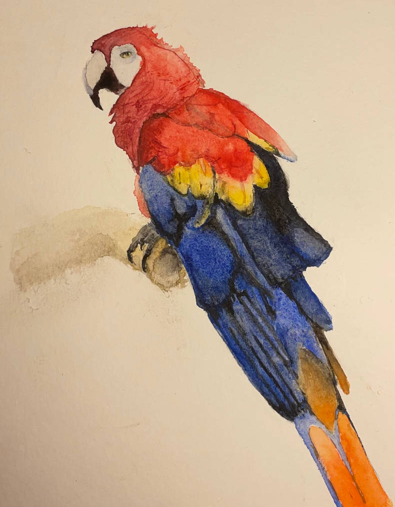 Watercolor Parrot By Hyeseong25 On Deviantart