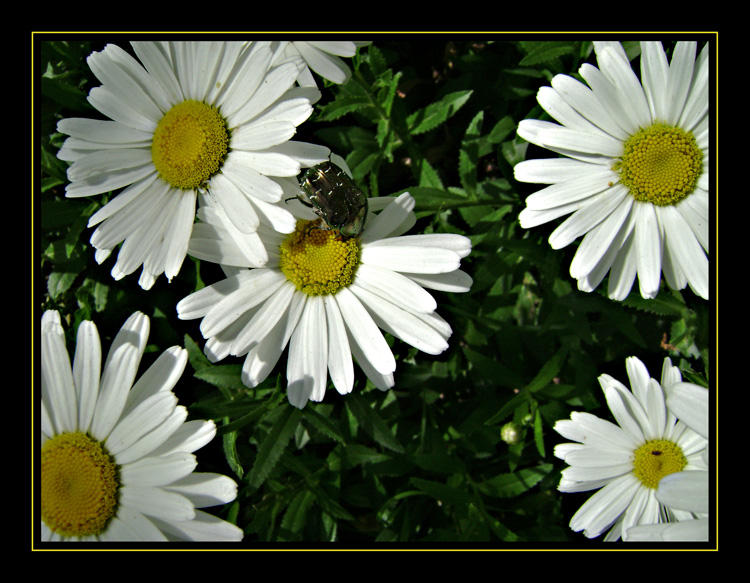 Daisy and bug by caesar33 on DeviantArt