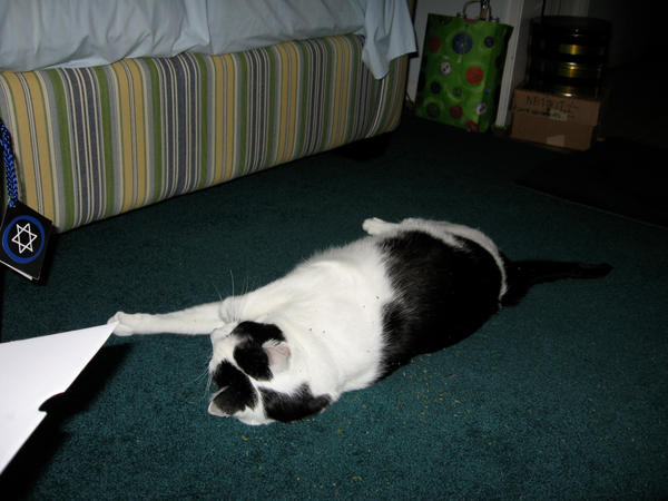 flip cat by ellebelle18 on DeviantArt