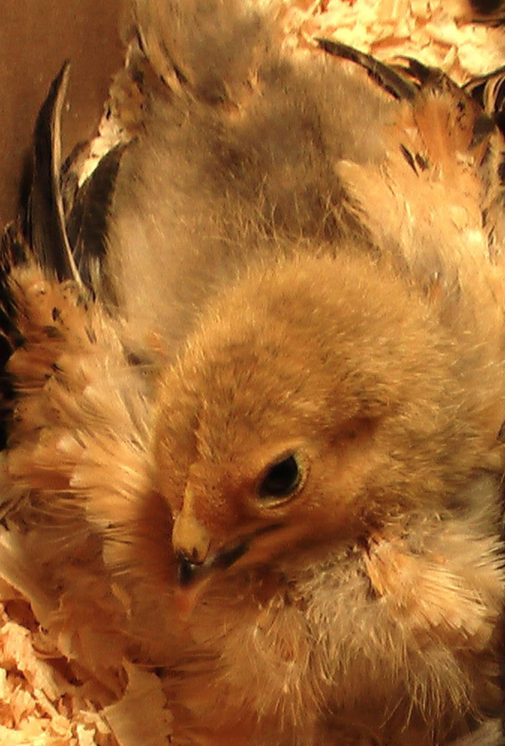 Chick by ShinsetsuNeko on DeviantArt