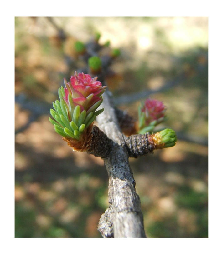 Tamarack Bud by unknownphotographers on DeviantArt