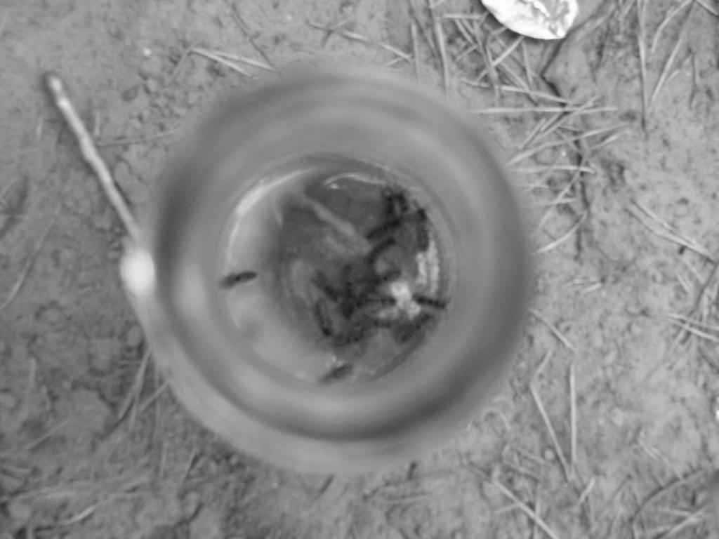 moscatobottlewithbees by molocko on DeviantArt