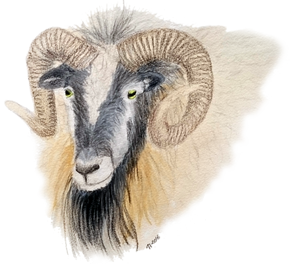 Male Sheep By Svehex On Deviantart